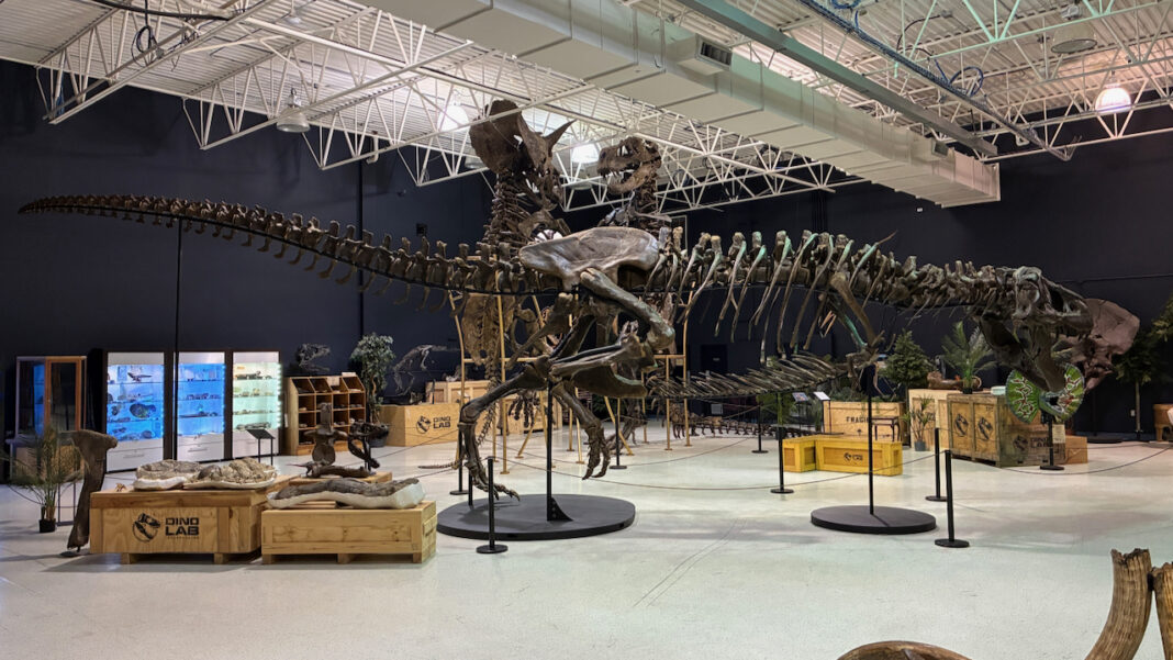 Dino Lab Inc: Where World-Class Paleontology Meets Interactive Tourism ...